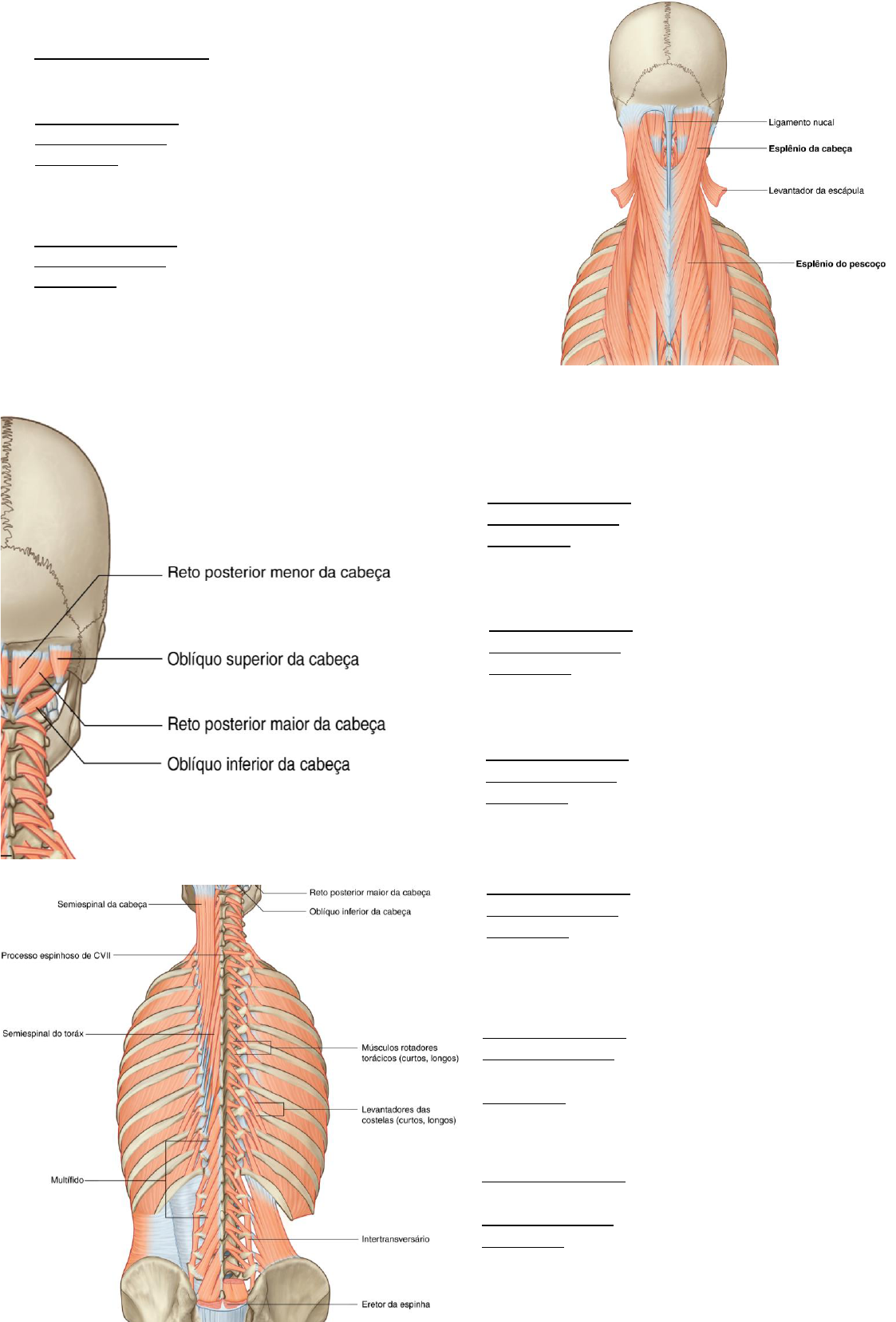 Ligamento Nucal Em Humano