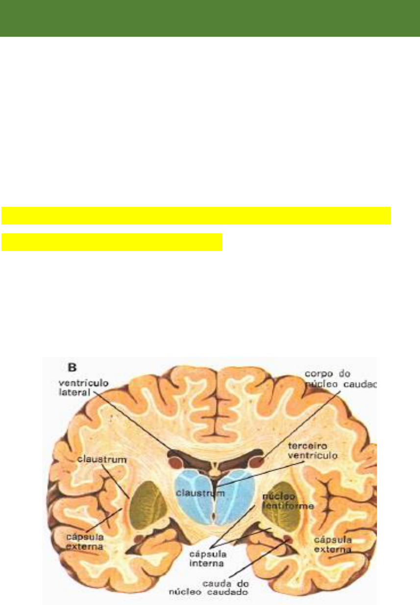 Aula 16 - Núcleos da Base - Neuroanatomia