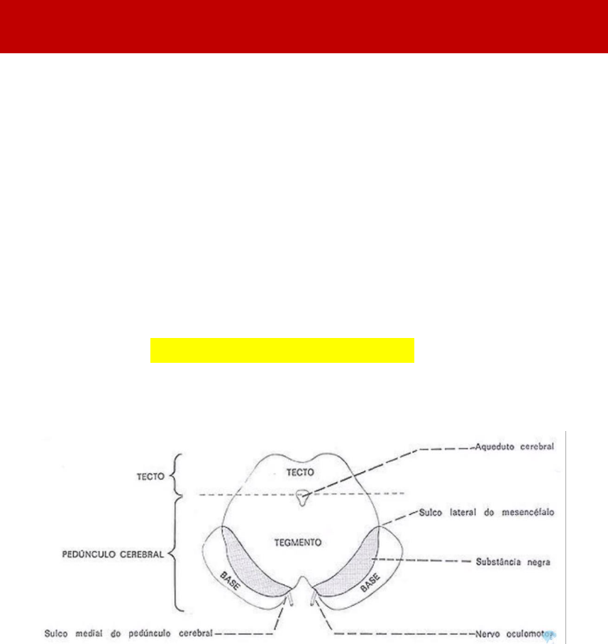 Aula 16 - Núcleos da Base - Neuroanatomia