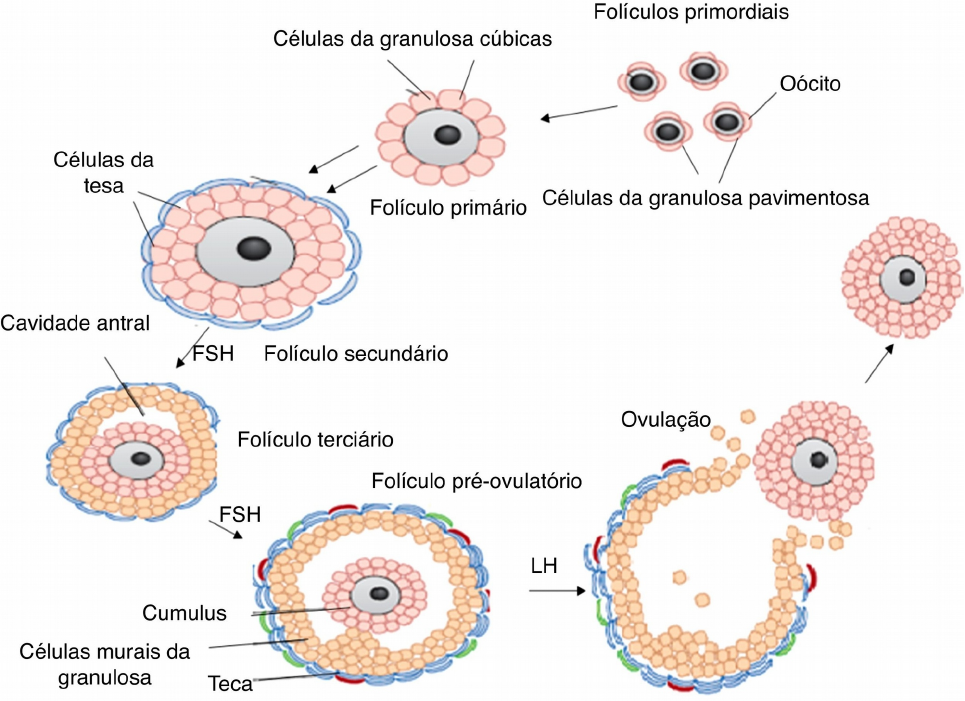 [EMBRIOLOGIA - RESUMO] Ovogênese - Embriologia