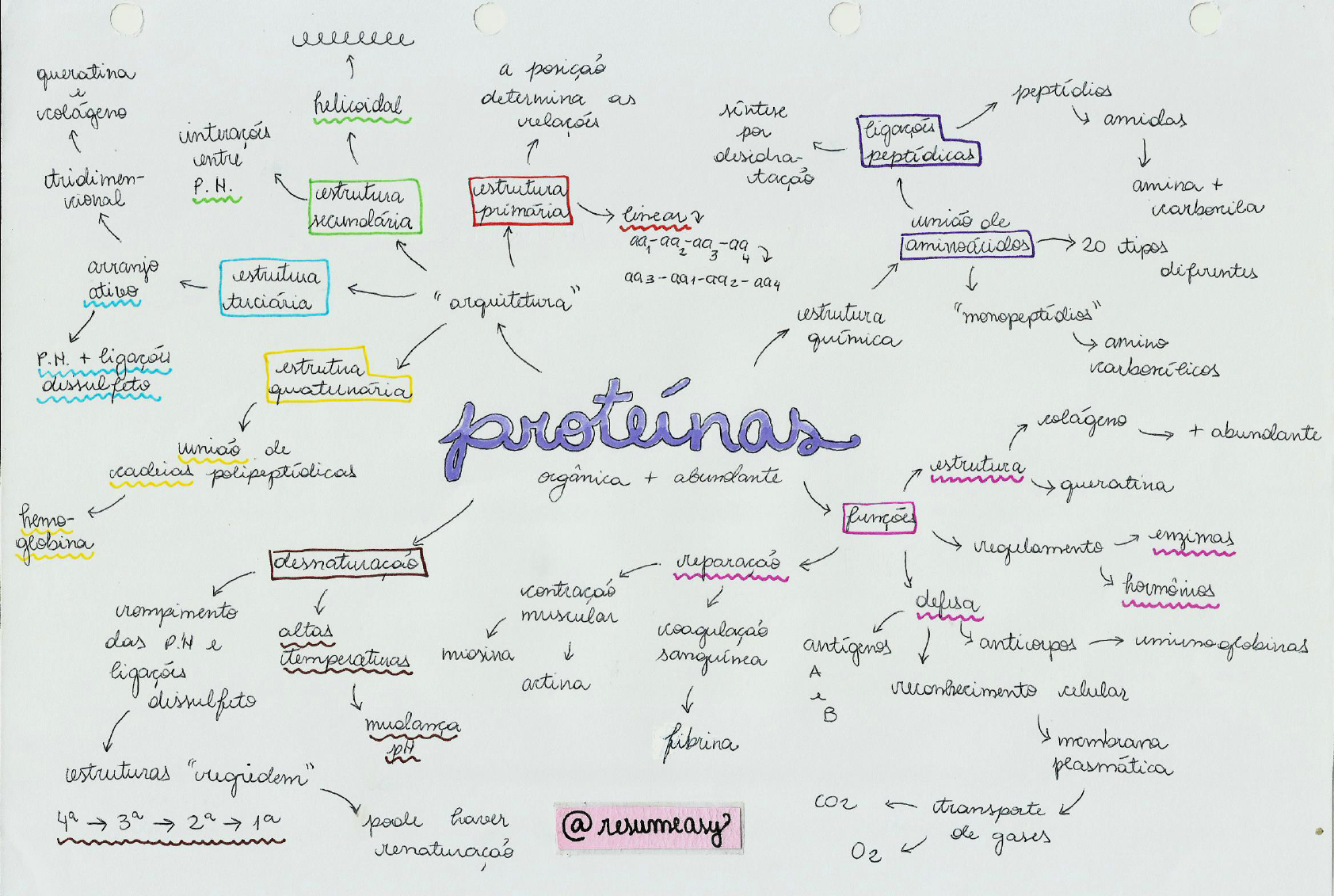 Mapa Conceitual De Proteina