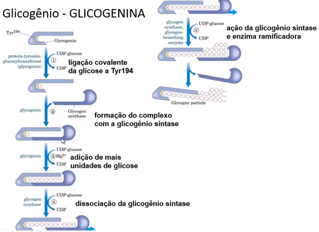 glicogenina - Bioquímica I