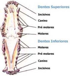 anatomia dentária canino - Anatomia Ossea
