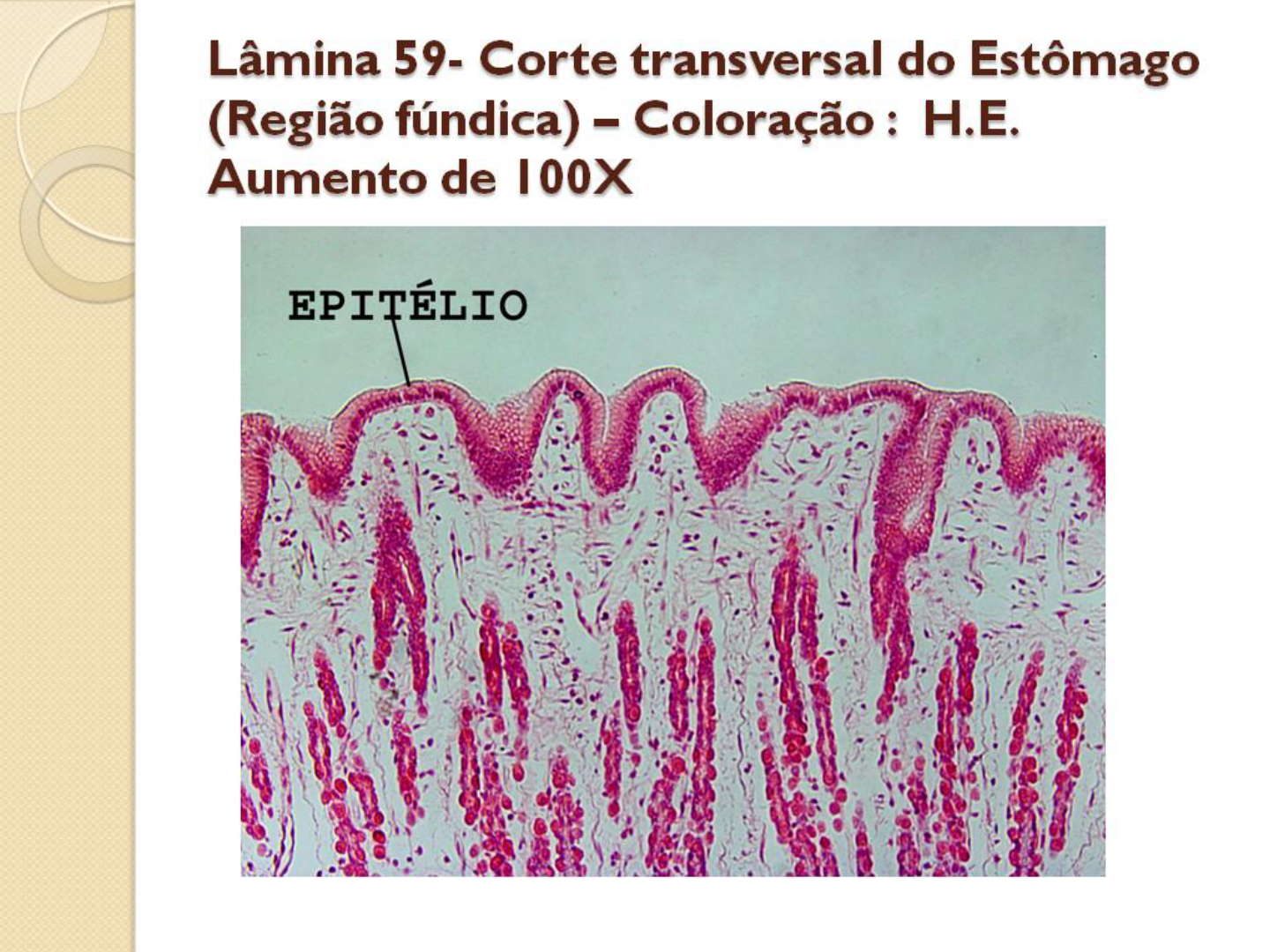 Lâminas Explicadas 2 - Citologia e Histologia Geral