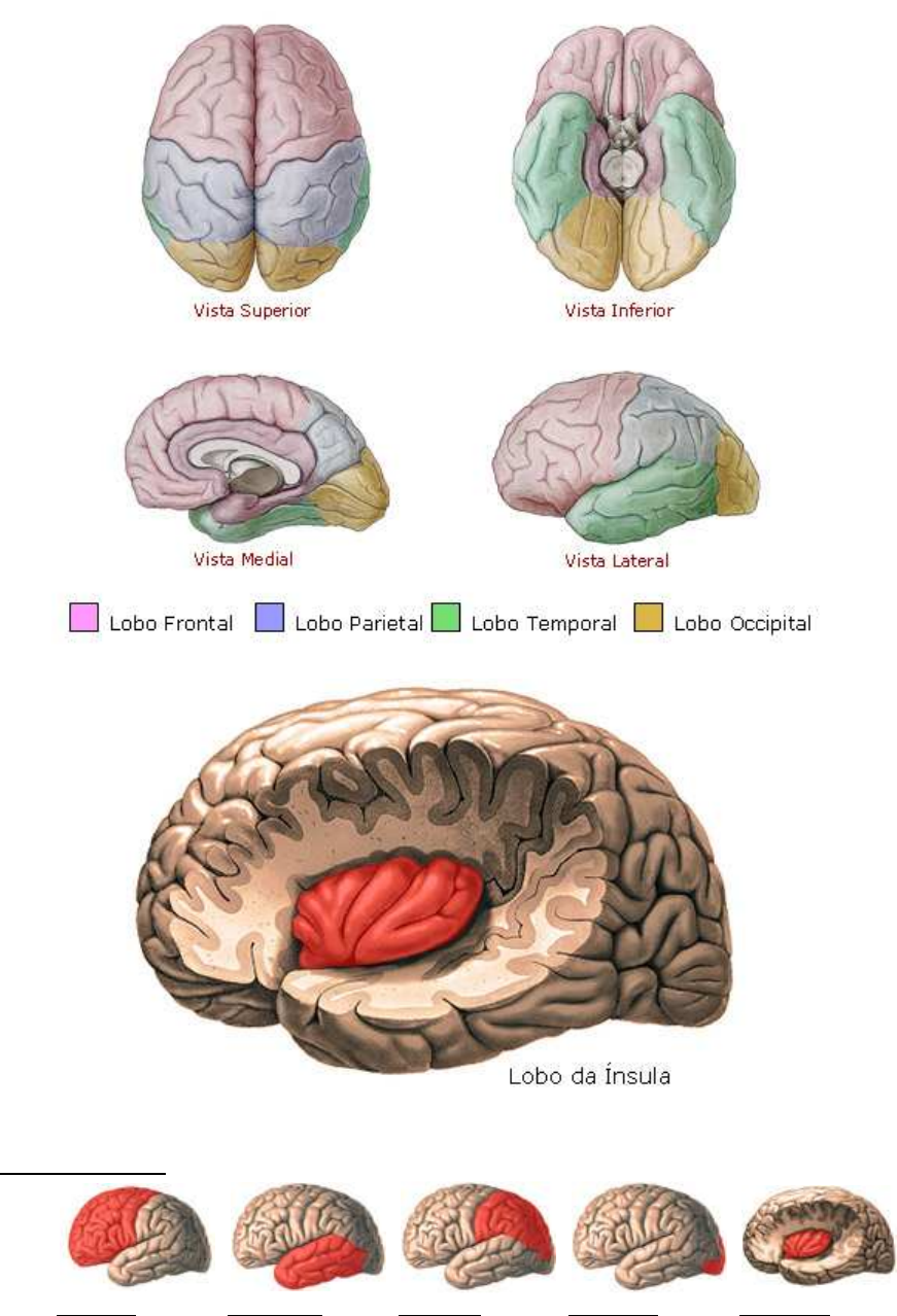 TELENCÉFALO - ANATOMIA - Anatomia I