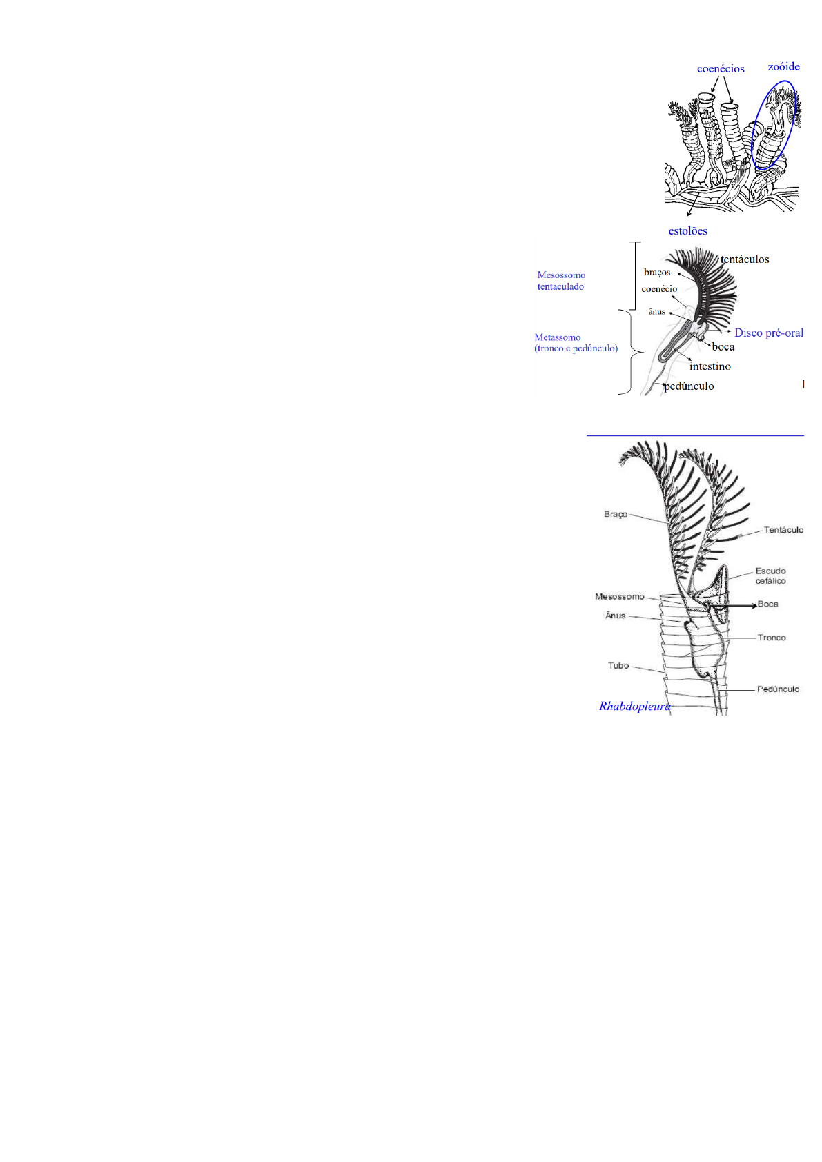 Zoologia - Zoologia de Invertebrados II