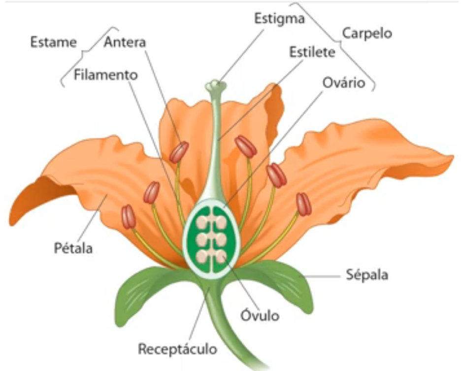 anatomia flor - Biologia