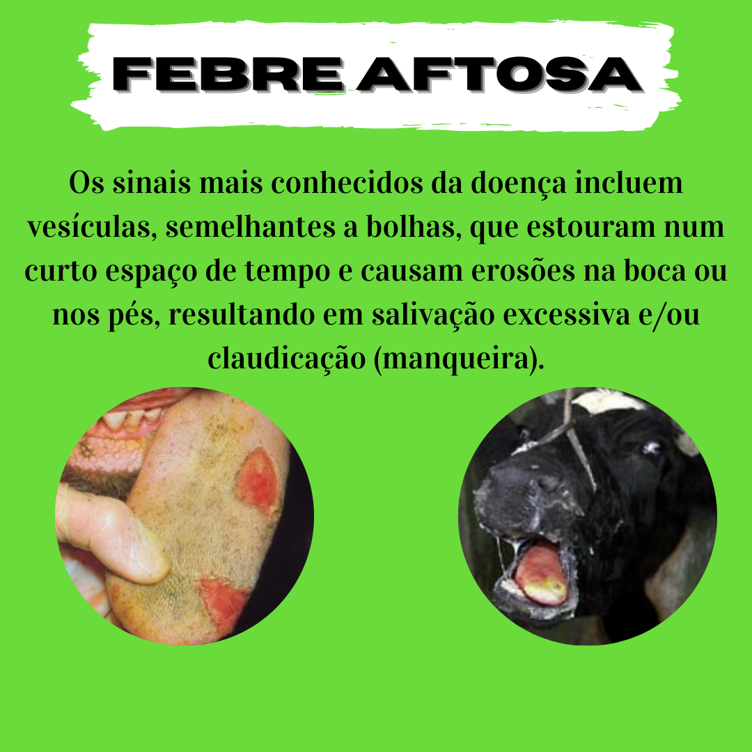 Febre Aftosa - Clinica de Grandes Animais