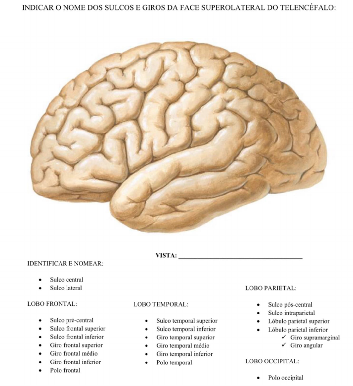 Giro Temporal Inferior Anatomia TELENCÉFALO Neuroanatomia