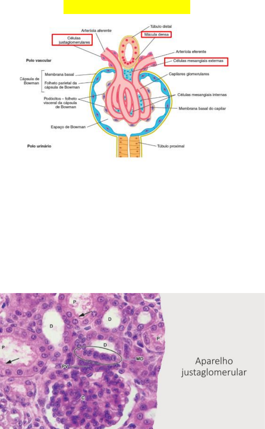 Histologia Do Aparelho Justaglomerular Sistema Renal Histologia