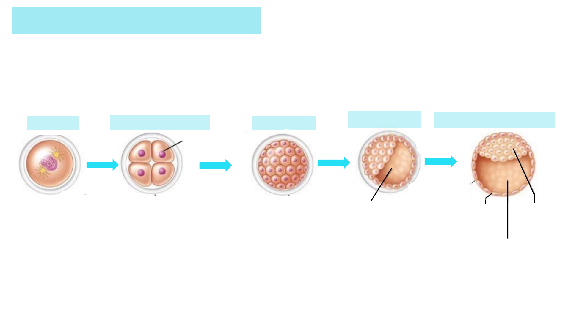 Embriologia Embriogenise e Organogenese - Embriologia