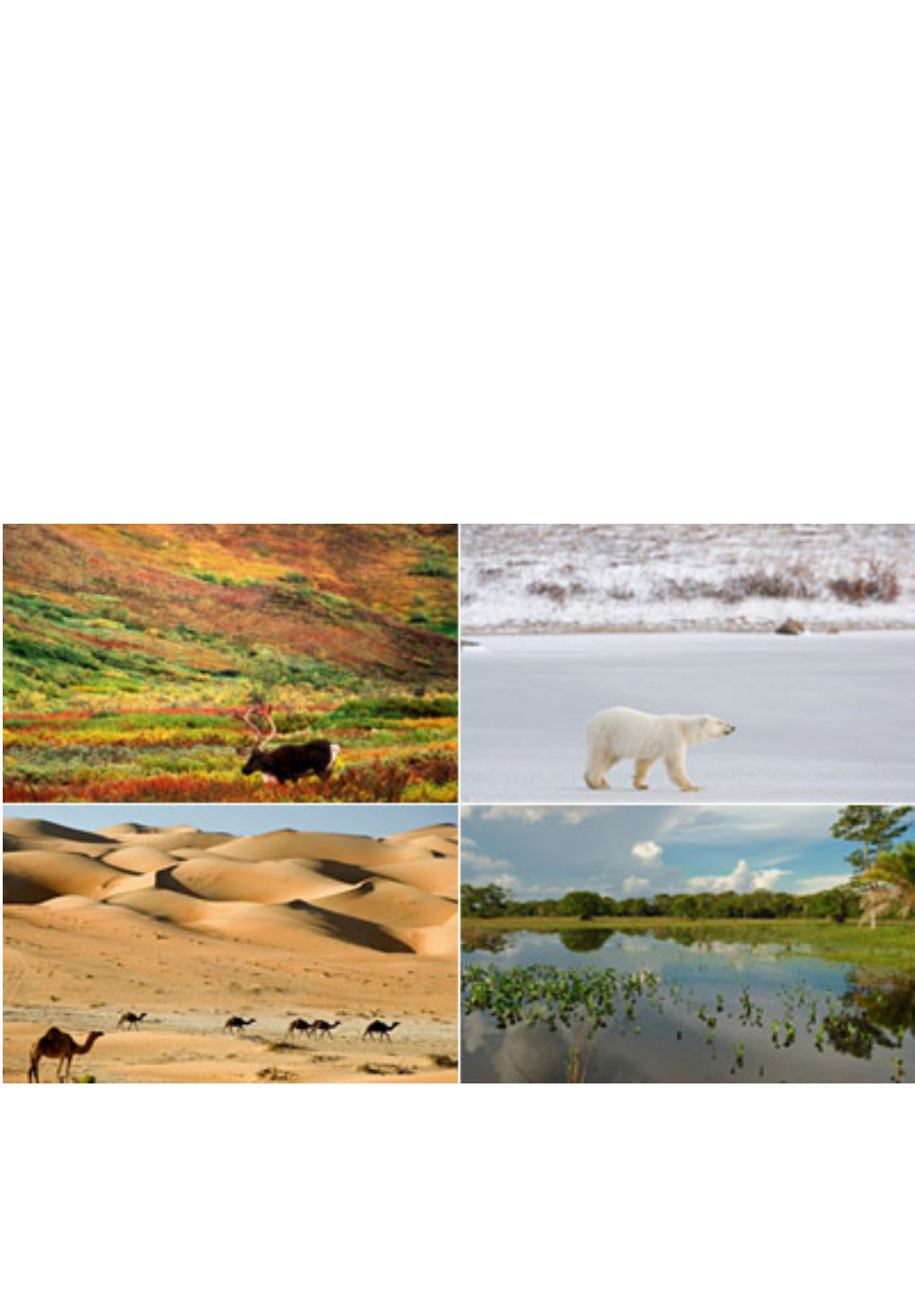 Principais biomas do mundo - Ecologia