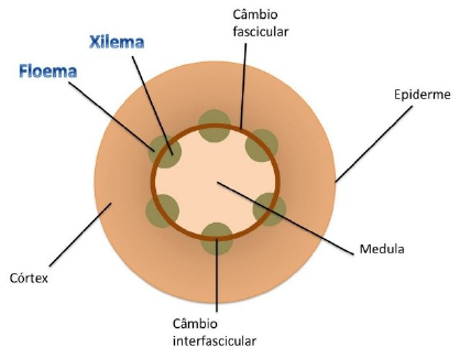 Fisiologia vegetal - Biologia