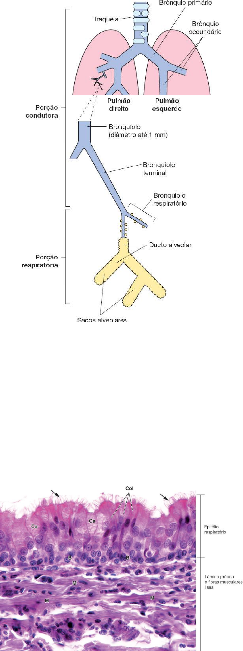 Histologia Do Ducto Alveolar