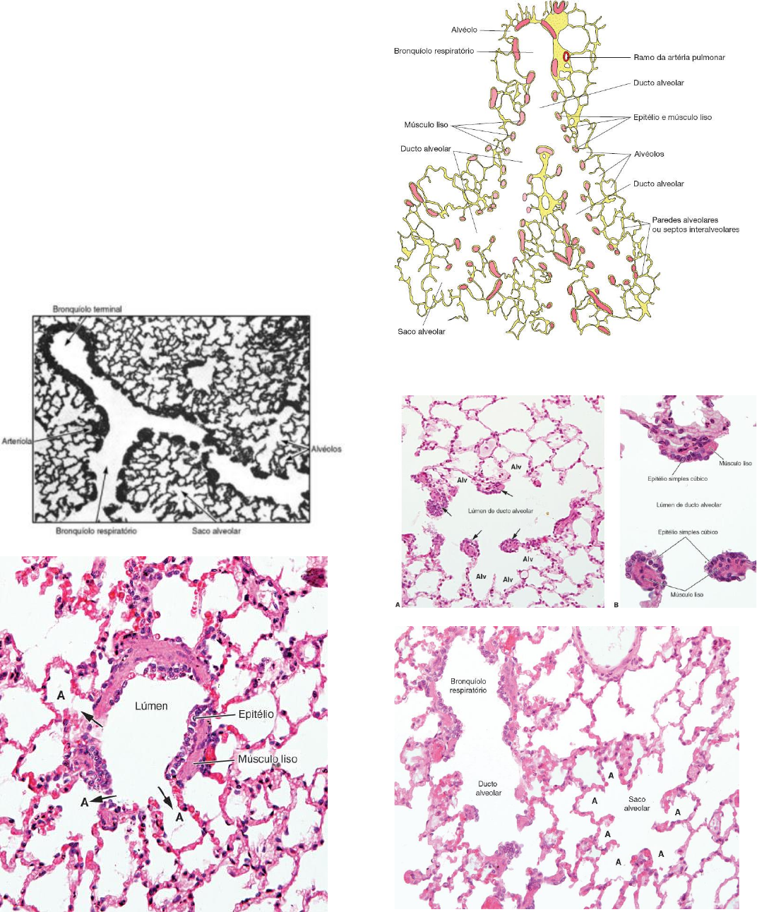 Histologia Do Epitelio Alveolar