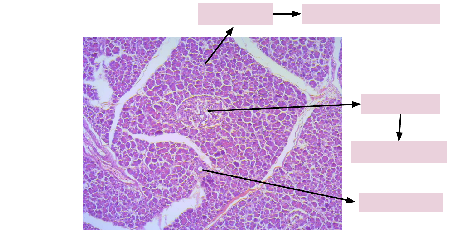 Histologia Do Pancreas Celulas Alfa