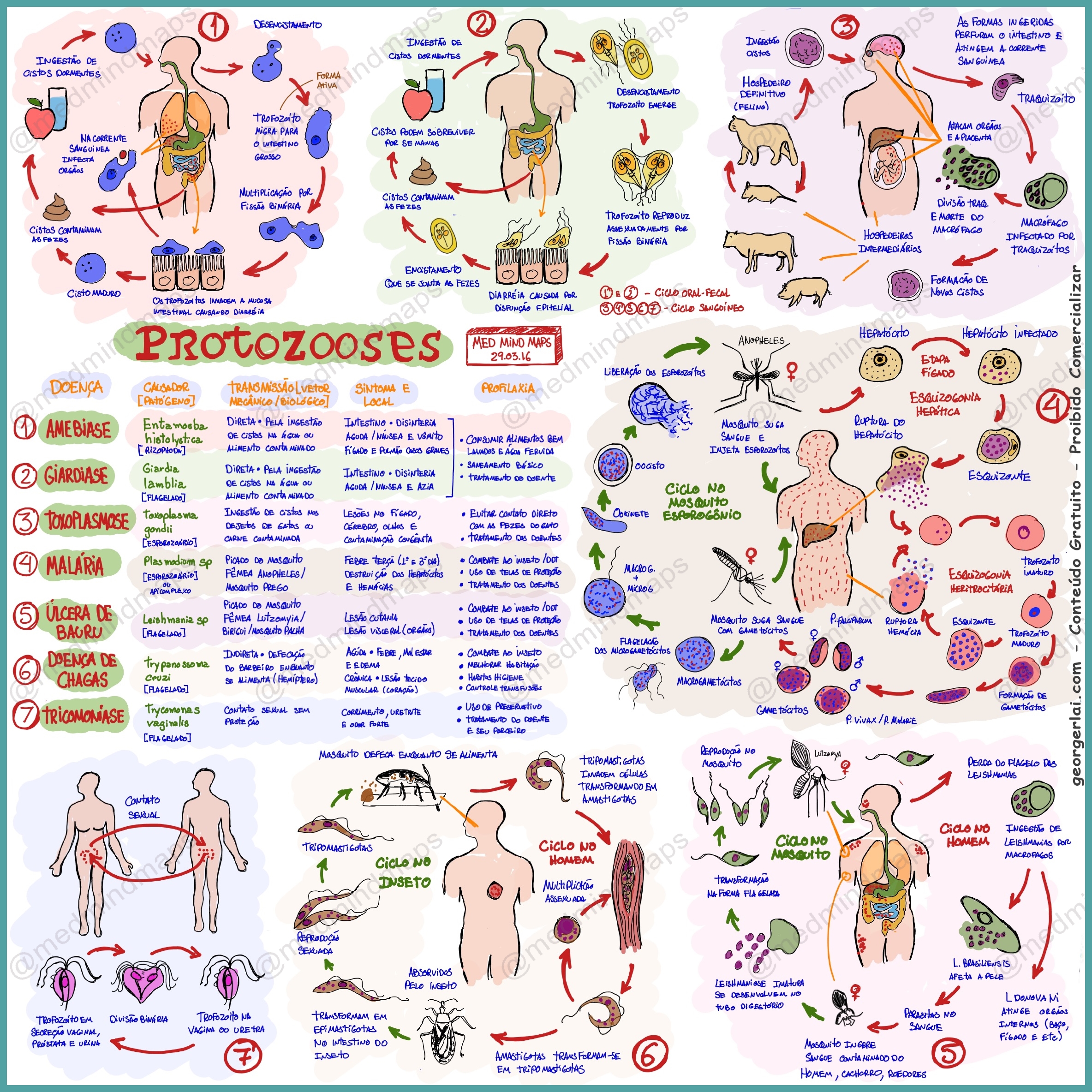 Mapa Mental - Biologia - Protozooses - Biologia