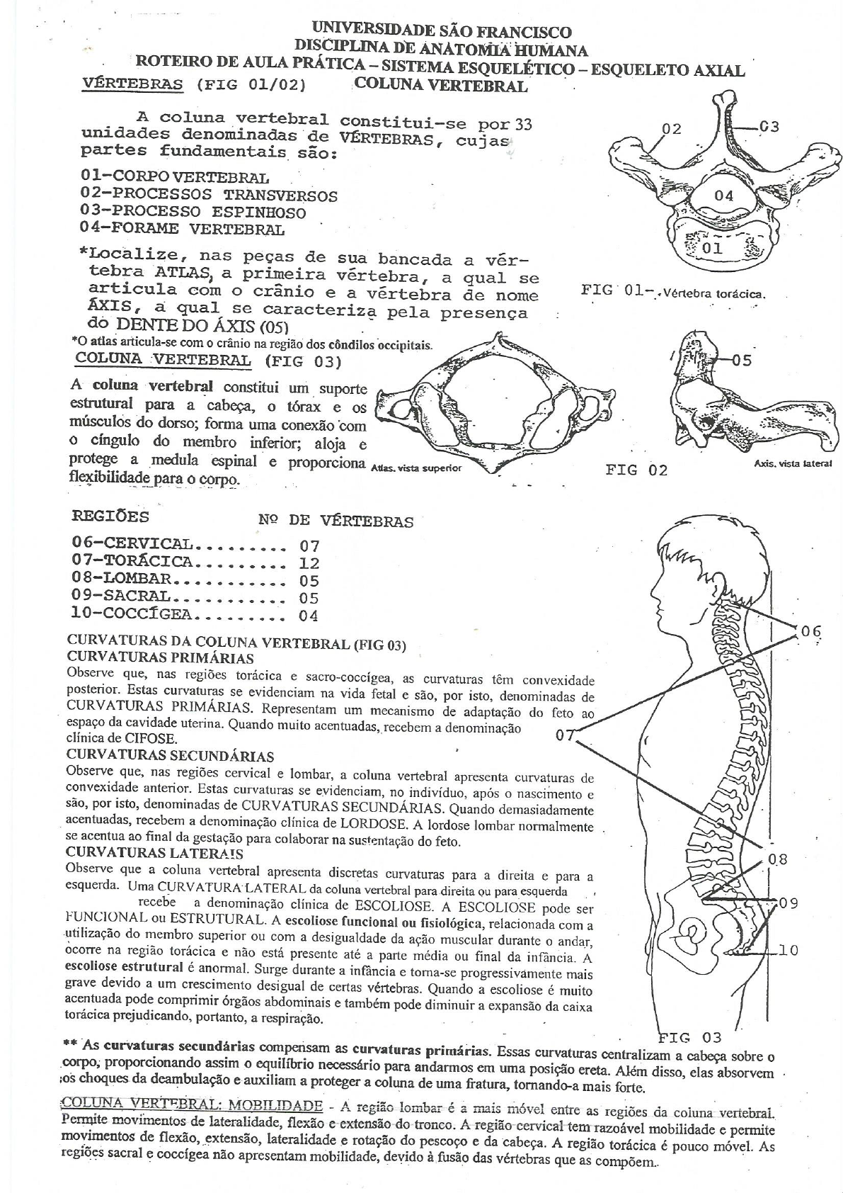 Roteiro de estudos prática anatomia sistema esqueletico - Enfermagem Roteiro de estudos prática anatomia sistema esqueletico - Enfermagem