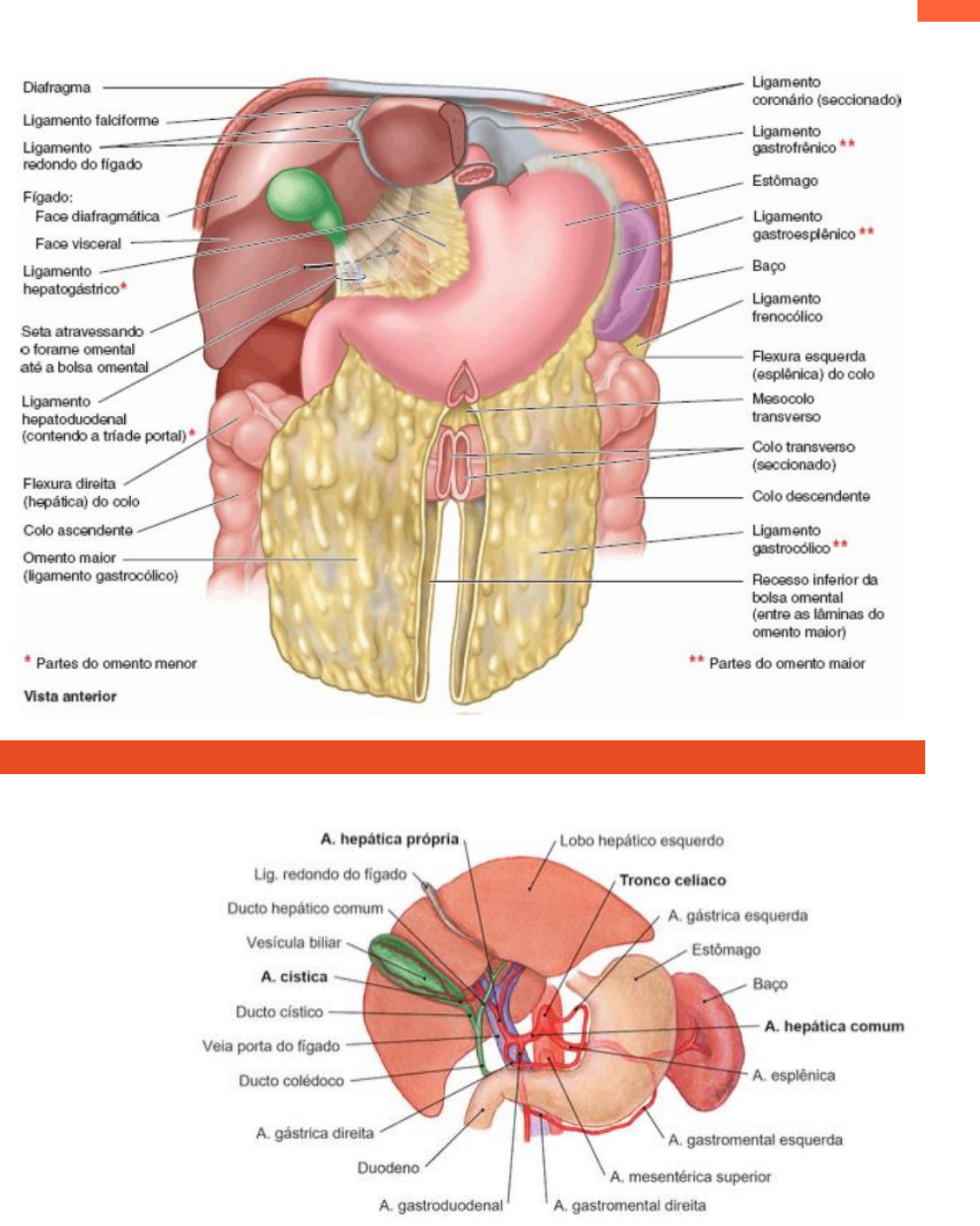 Anatomia Vascular Do Figado Fígado – Wikipédia, A Enciclopédia