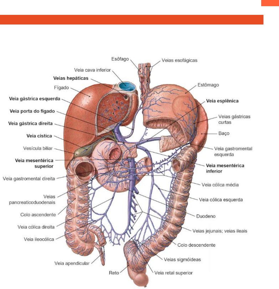 Anatomia Vascular Do Figado Fígado – Wikipédia, A Enciclopédia