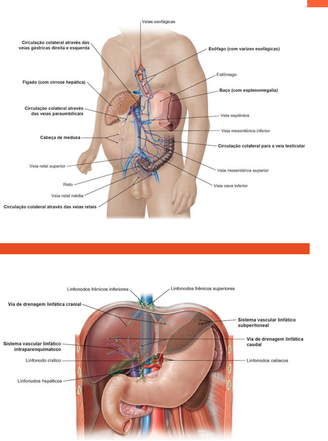 Anatomia Vascular Do Figado Fígado – Wikipédia, A Enciclopédia