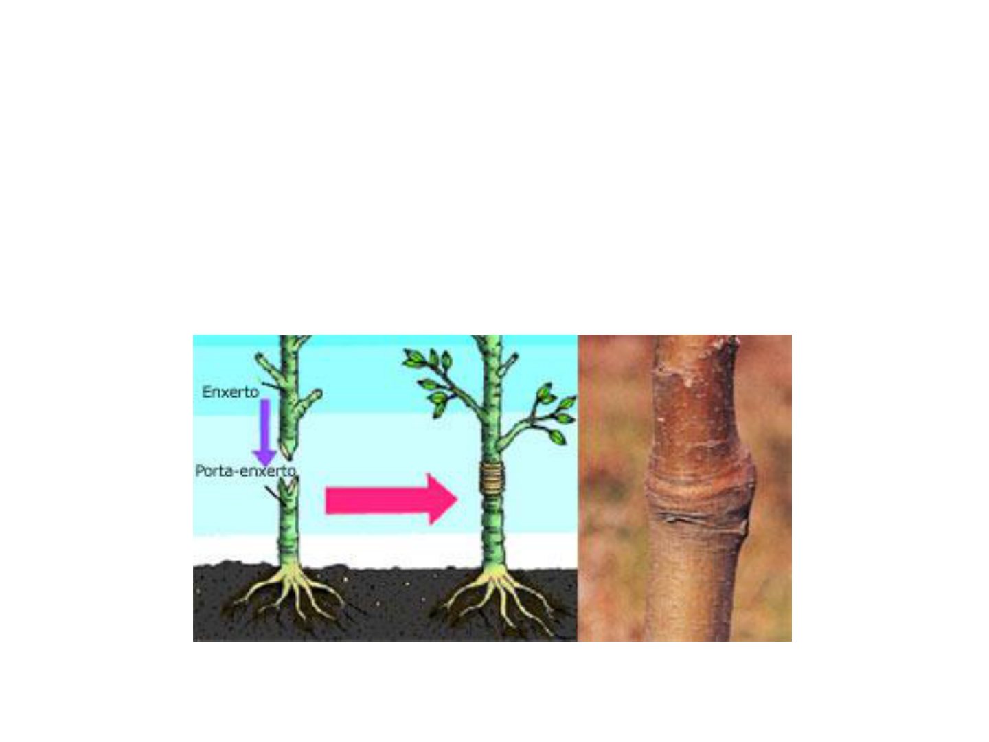 Reproducao Assexuada Em Bulbos De Plantas Reprodução Sexuada E