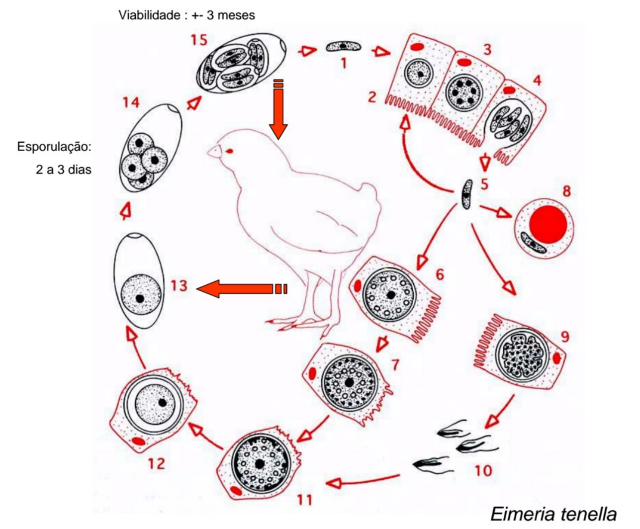 Ciclo Eimeria tenella - Parasitologia Animal