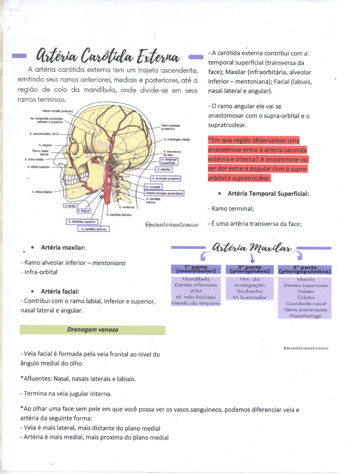 Vascularização e inervação da face - Anatomia de Cabeça e Pescoço