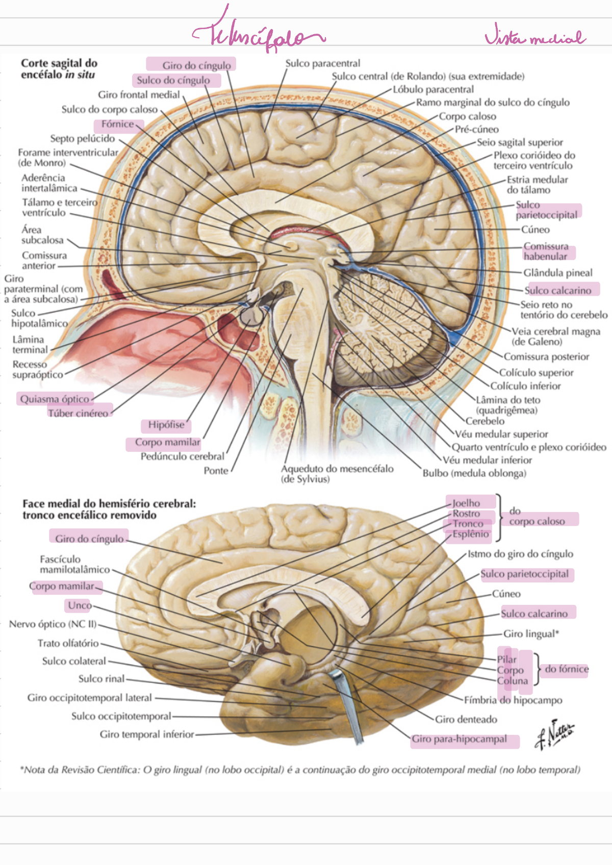 Resumo 1 - Neuroanatomia