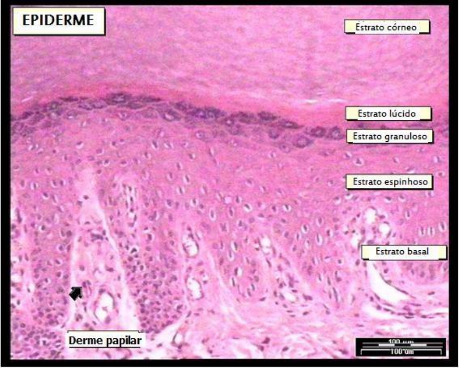 Histología Del Estrato Basal