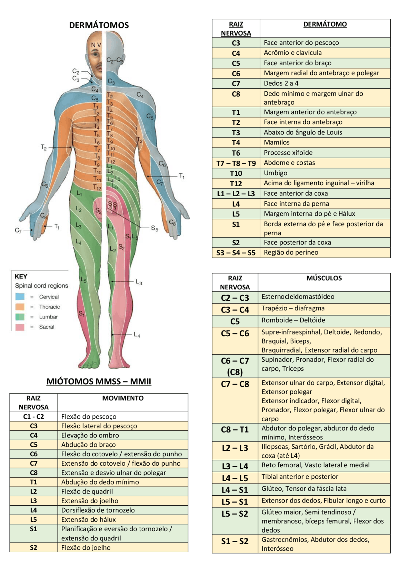 Dermátomos - Ortopedia