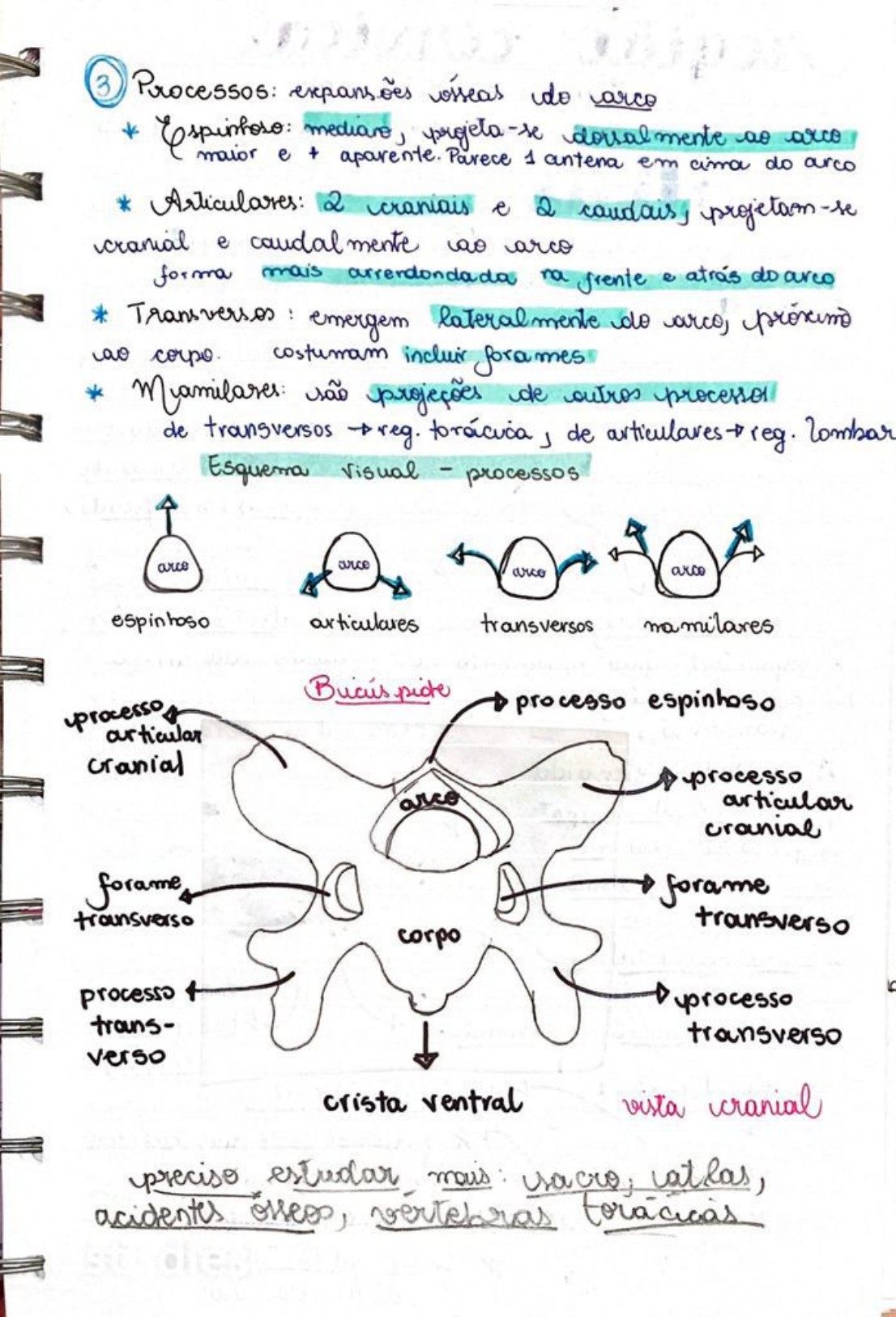 Raque - Anatomia dos Animais Domesticos