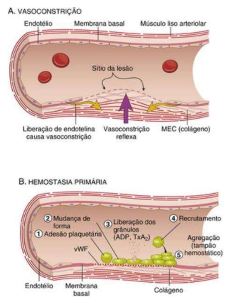 TROMBO, EMBOLO e CHOQUE - Patologia I