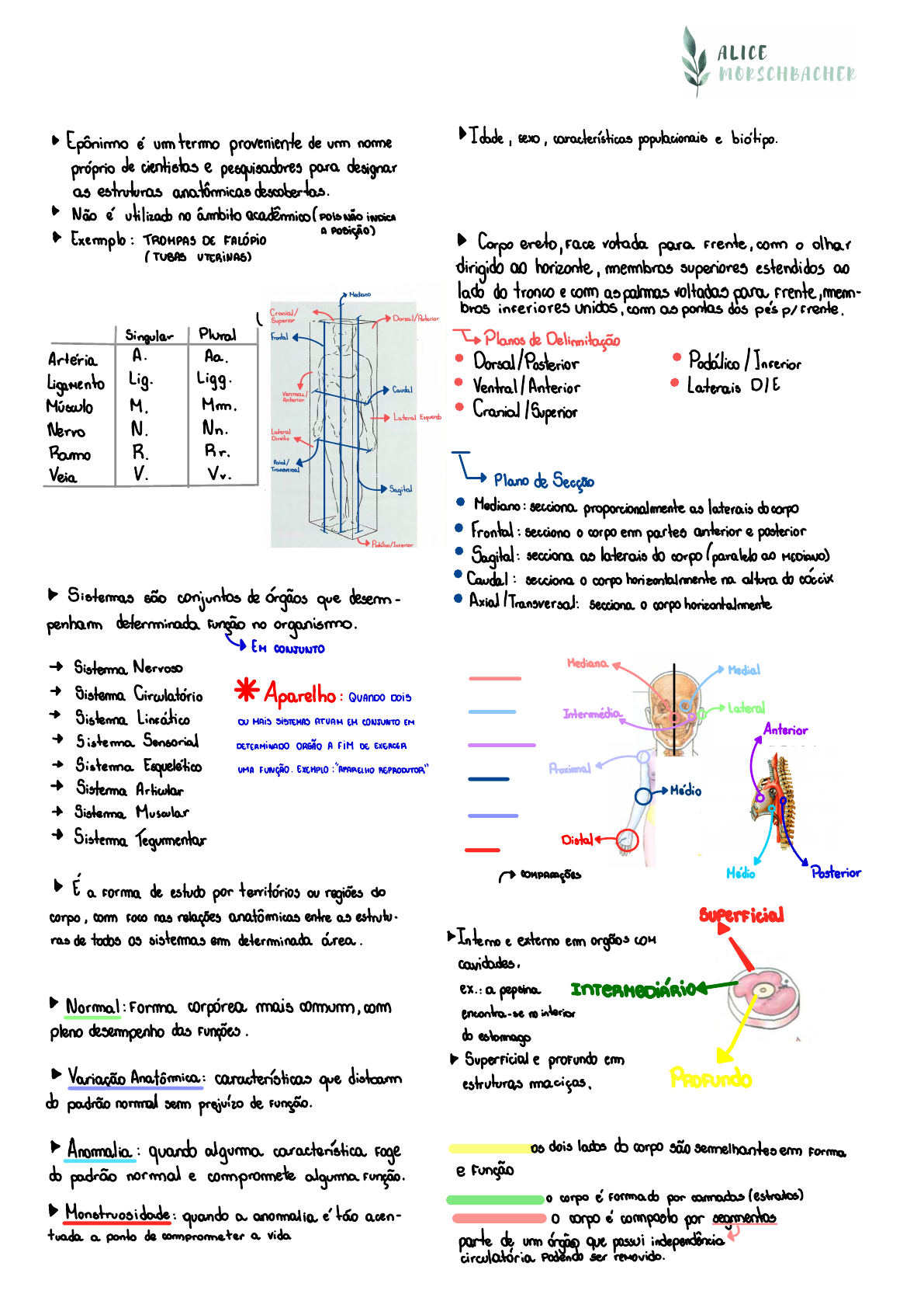 Generalidades de la anatomia - verloop.io