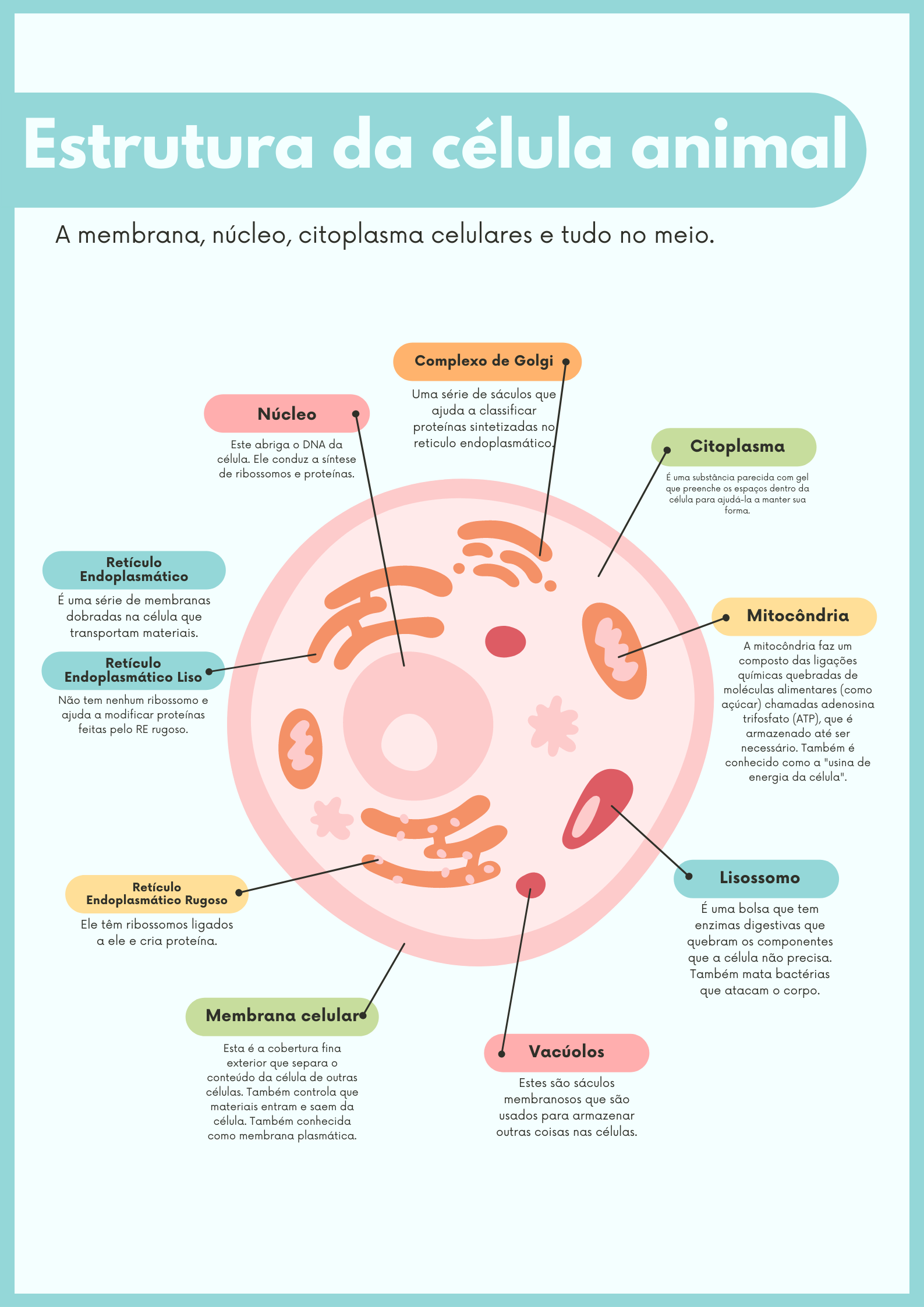 Diagrama E Funcoes De Celulas Animais