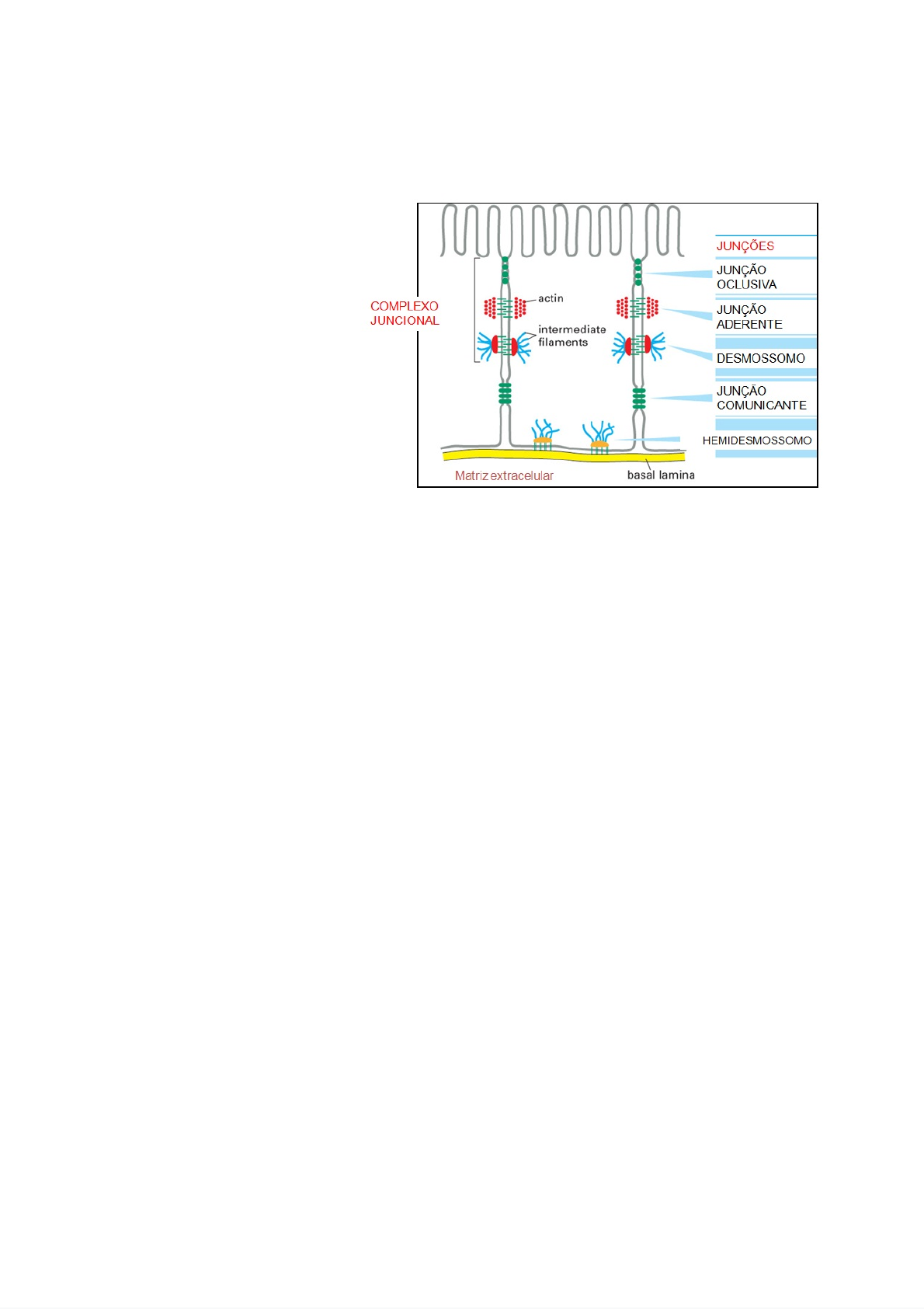 Desmossomo Hemidesmossomo Biologia Celular Atlas Digital