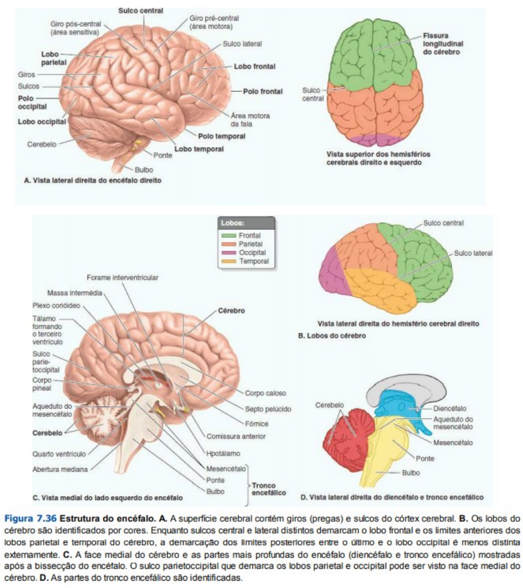 Anatomia Da Vista Frontal Do Lobo Anatomia Do Lobo Temporal