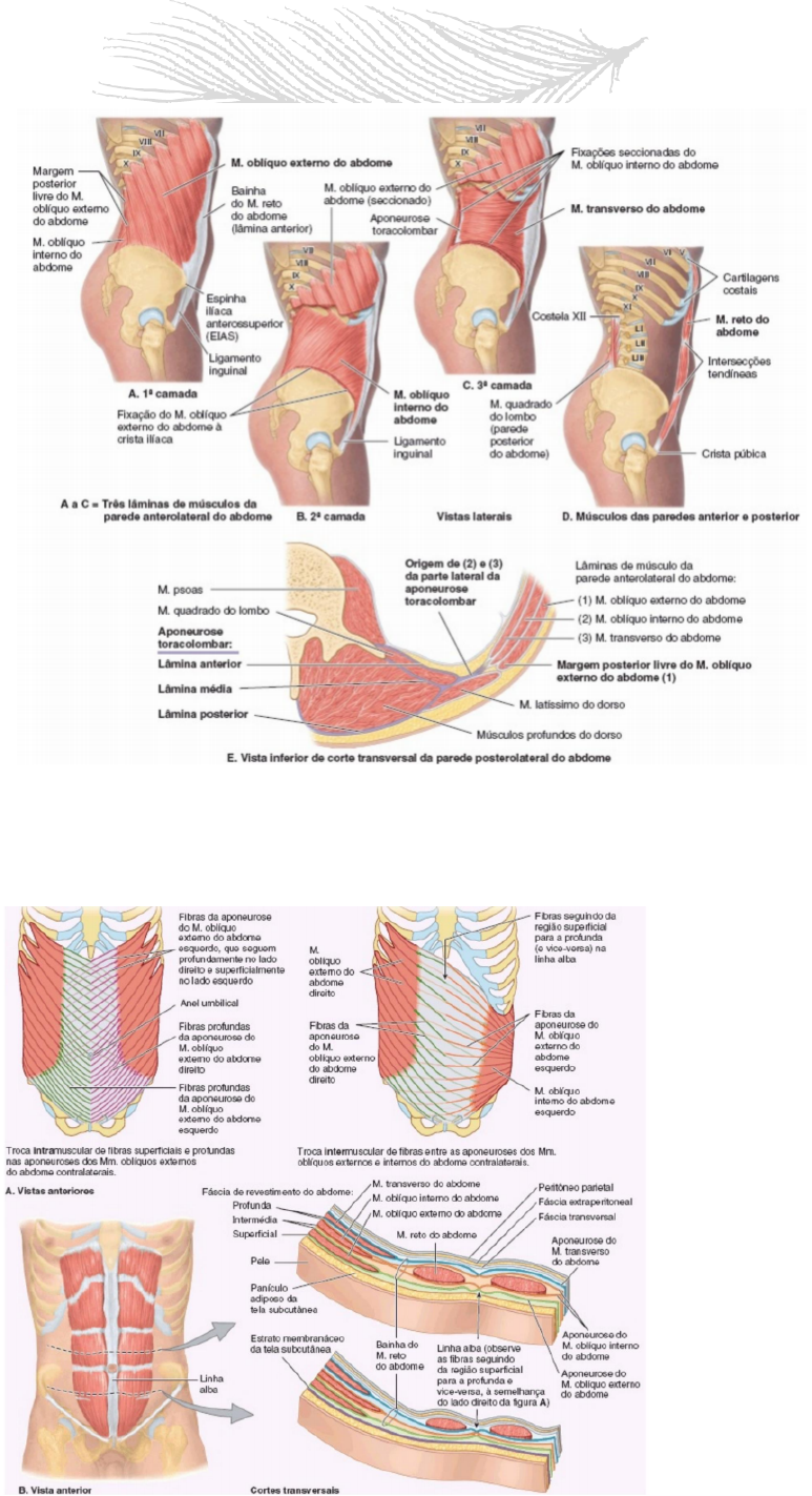 PAREDE DO ABDOMEN - Anatomia Humana I
