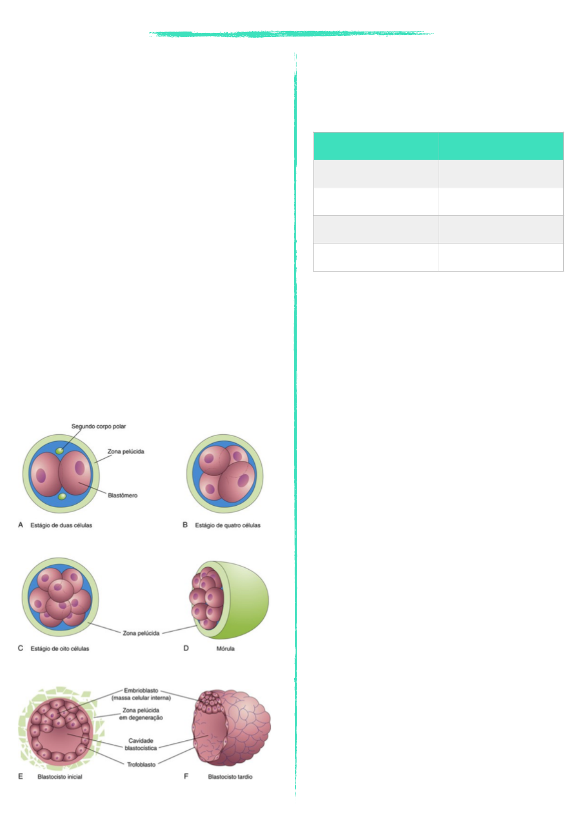 Resumo Embrio - Desenvolvimento Embrionário (1ª - 8ª semana) - Embriologia Humana