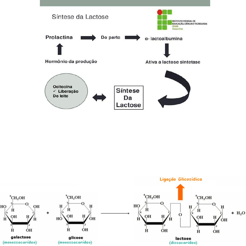 Bioquímica da lactação Bioquímica Metabólica - Bioquímica Metabólica