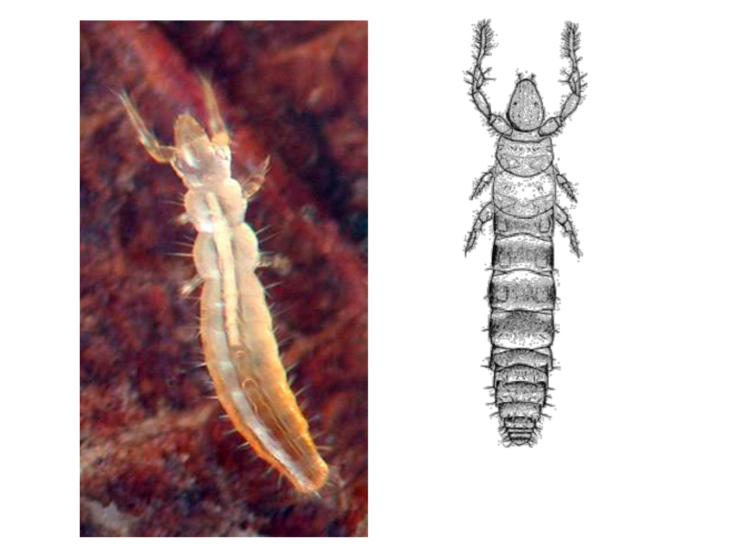 Protura Telsontails Proturans