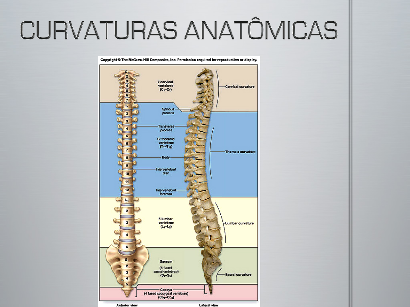 COLUNA CERVICAL E TORACICA - Anatomia do Aparelho Locomotor