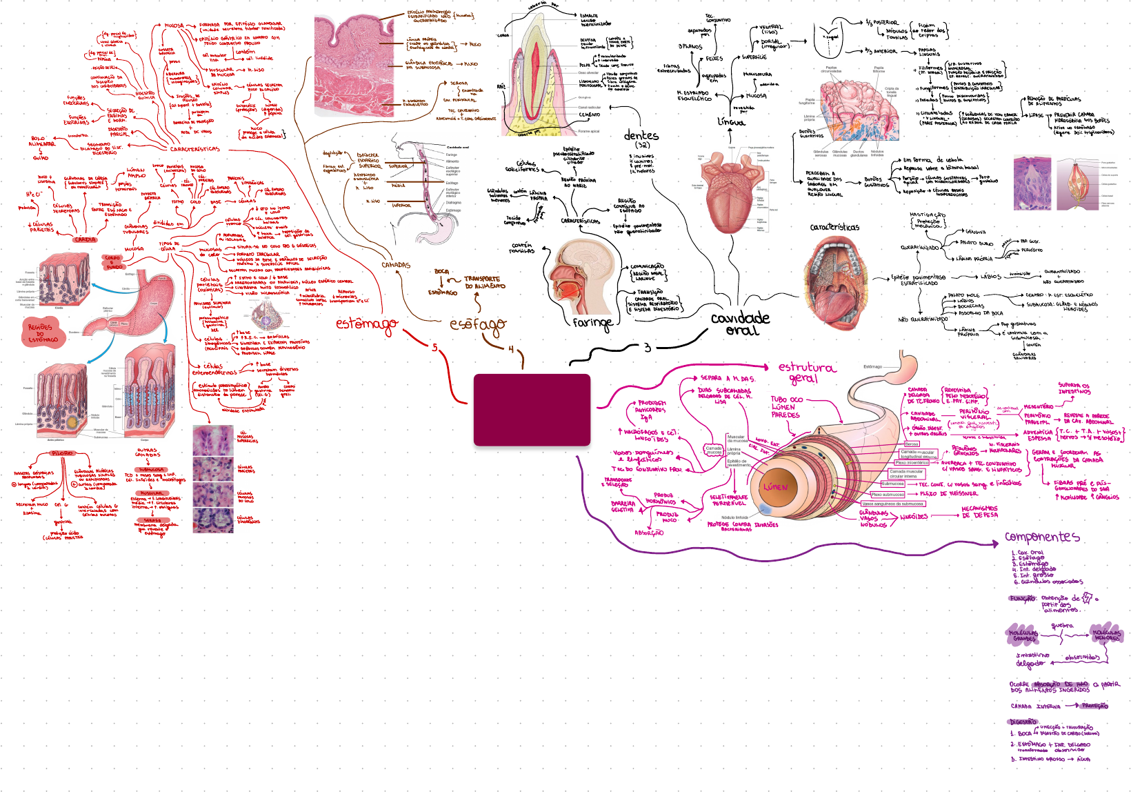 Mapa TGI I - Anatomia I