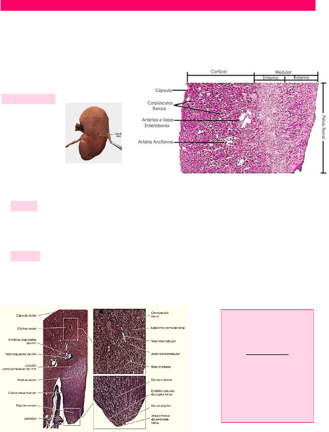 Histologia Do Corpusculo Renal Histologia Do Rim: Néfron, Glomérulo,