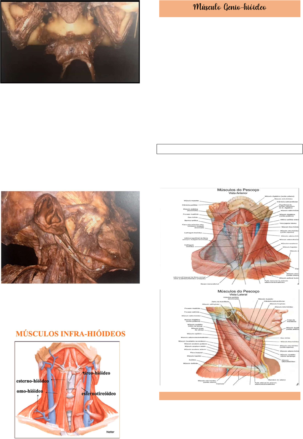 Cadaver Do Musculo Genio Hioideo