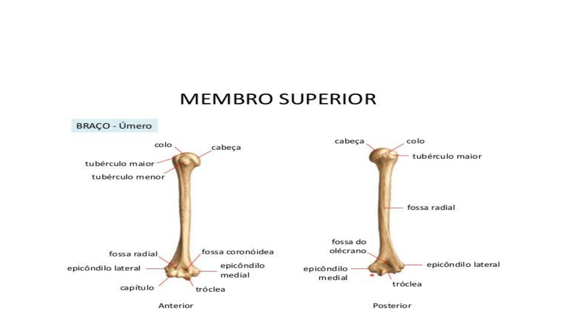 OSTEOLOGIA DO CÍNGULO DO MEMBRO SUPERIOR - Anatomia I