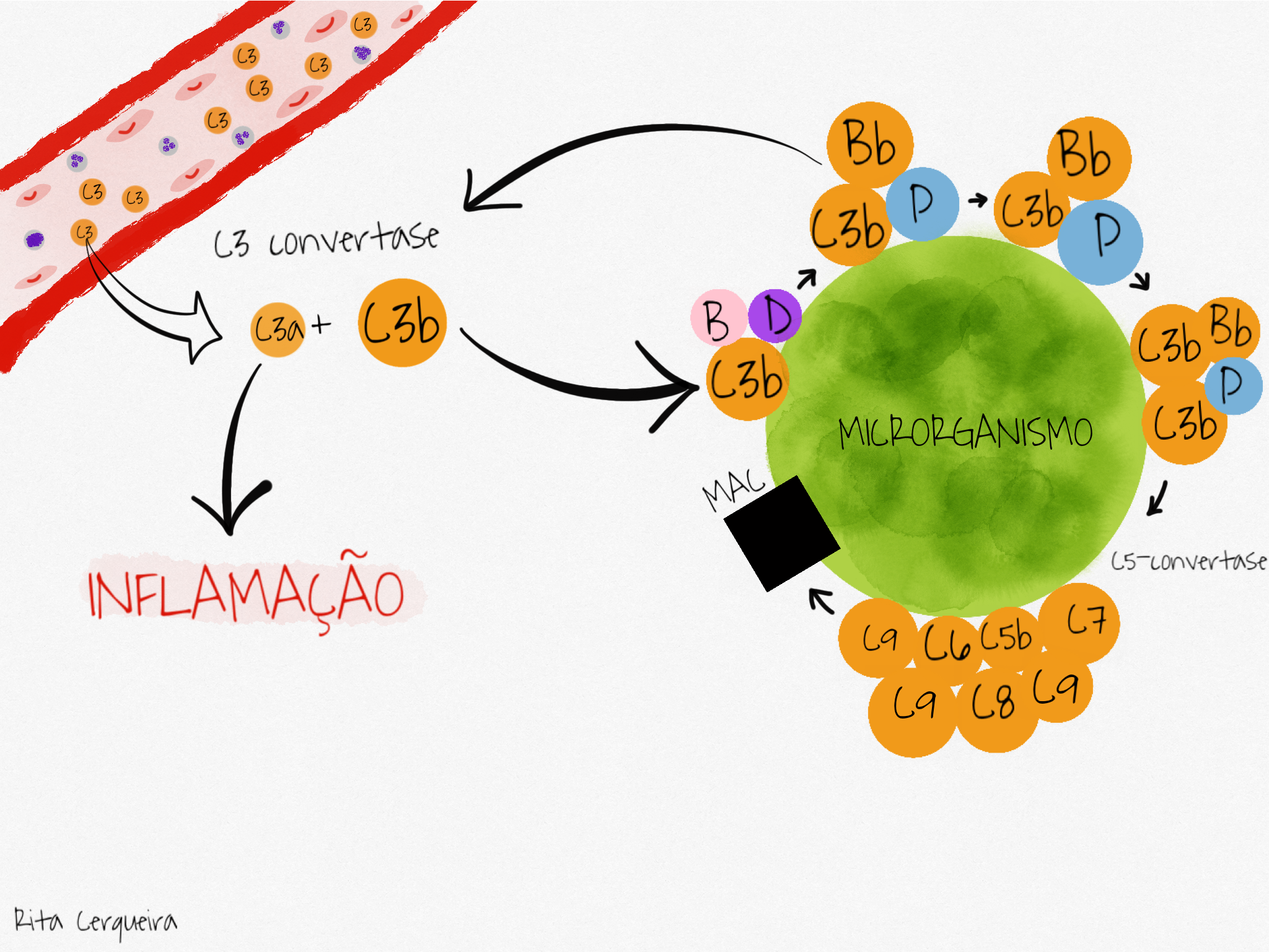 Via clássica do complemento - Imunologia