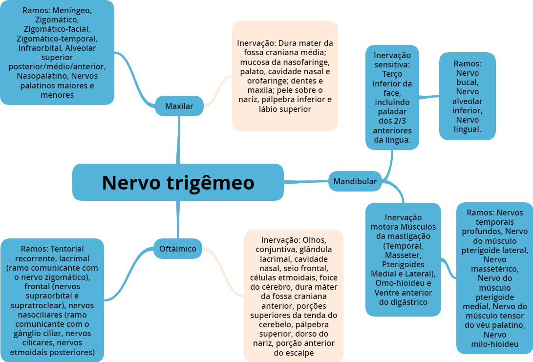 Netter Anatomia Do Nervo Trigemeo