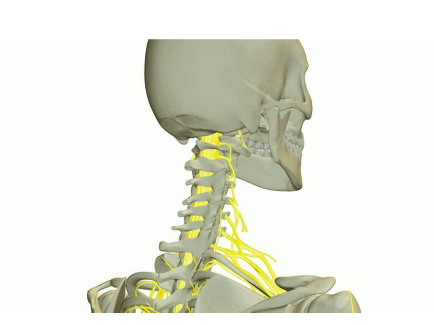 Plexo cervical-1 - Anatomia Humana I