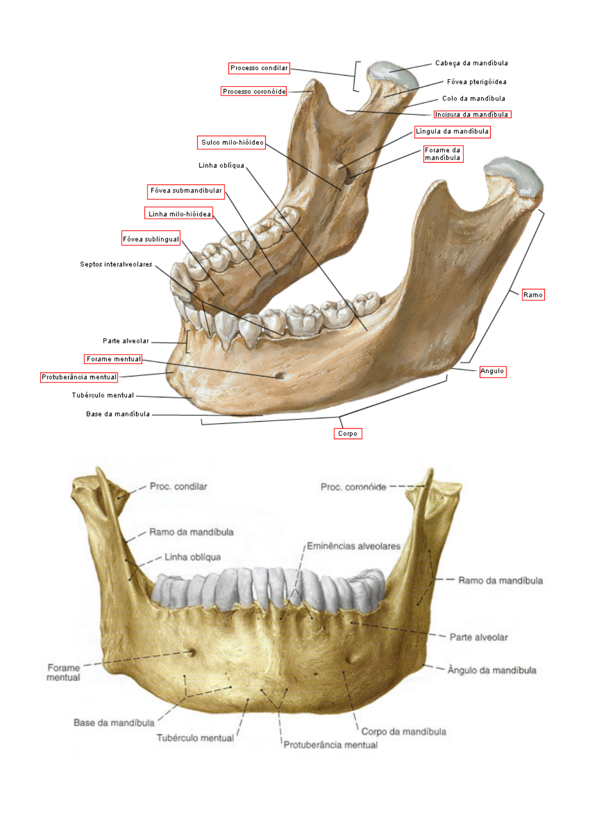 MANDÍBULA - IMAGENS (1) - Anatomia II